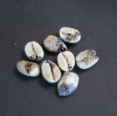 Clasificación del café verde por defectos físicos